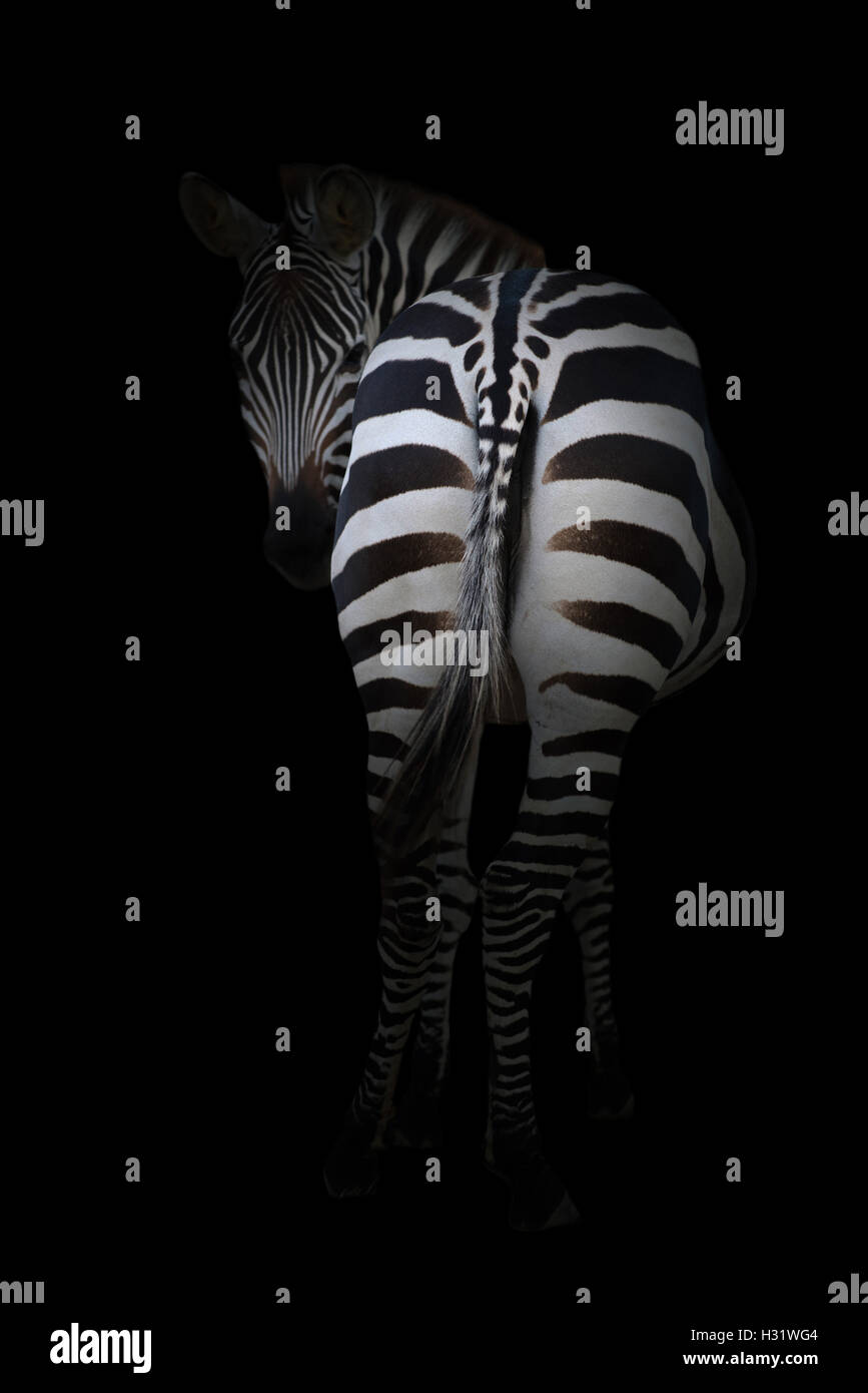 zebra standing in the dark Stock Photo - Alamy