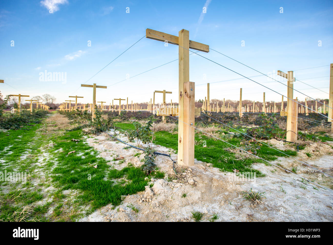 Trellis farming hi-res stock photography and images - Alamy