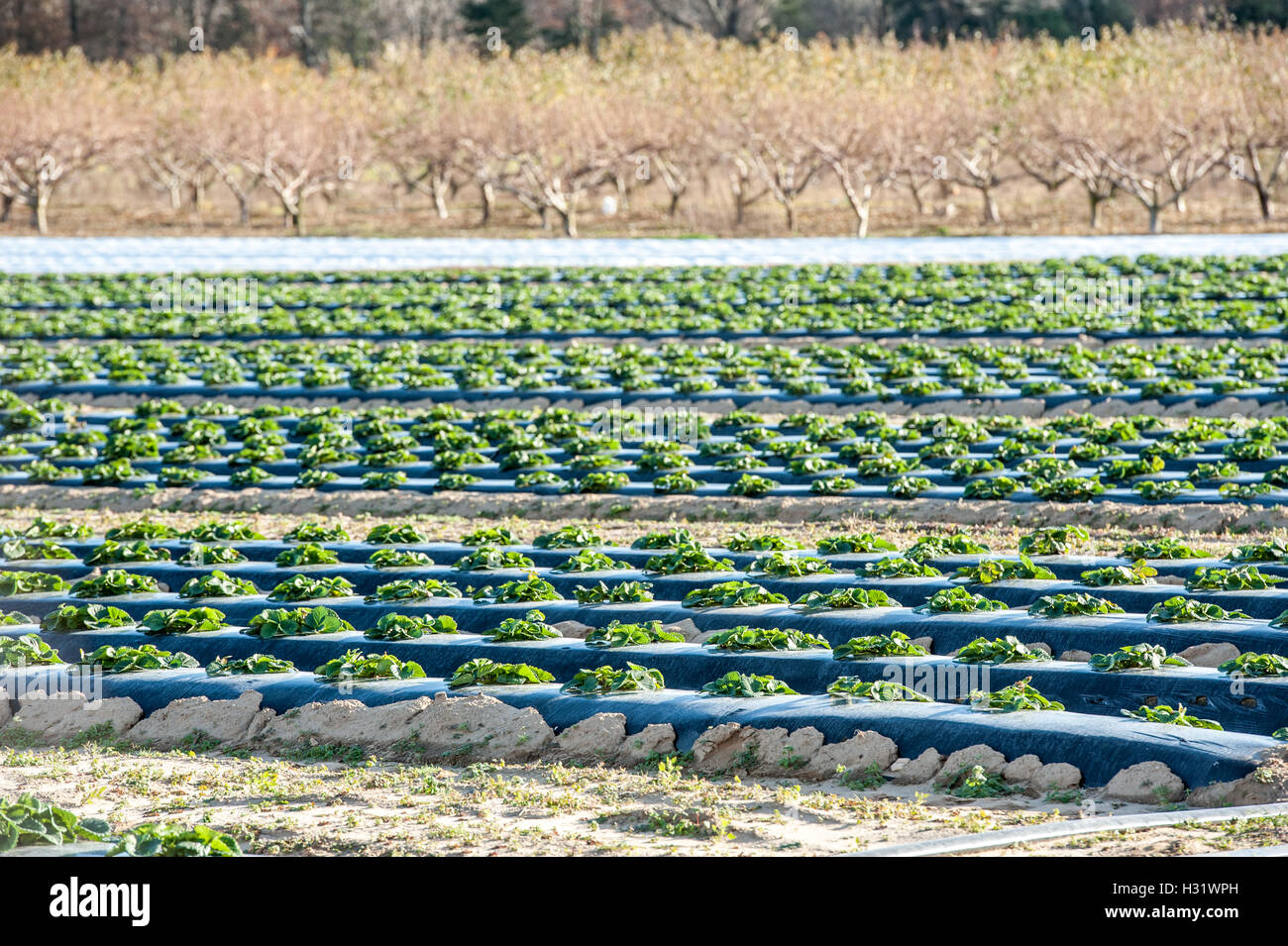 Rows of strawberry crops on a farm in Maryland Stock Photo - Alamy