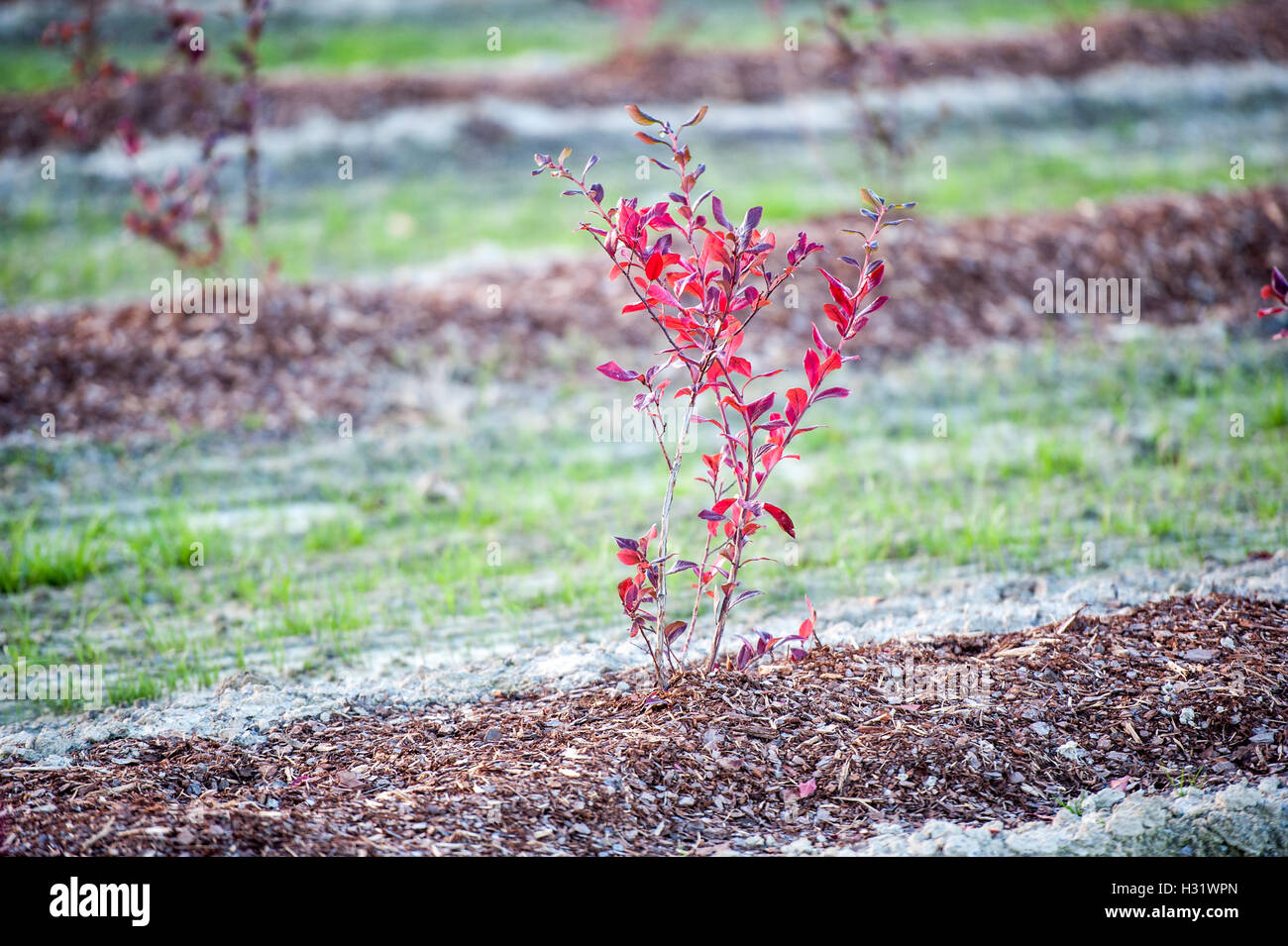 A young blueberry bush growing on a farm in Maryland Stock Photo - Alamy