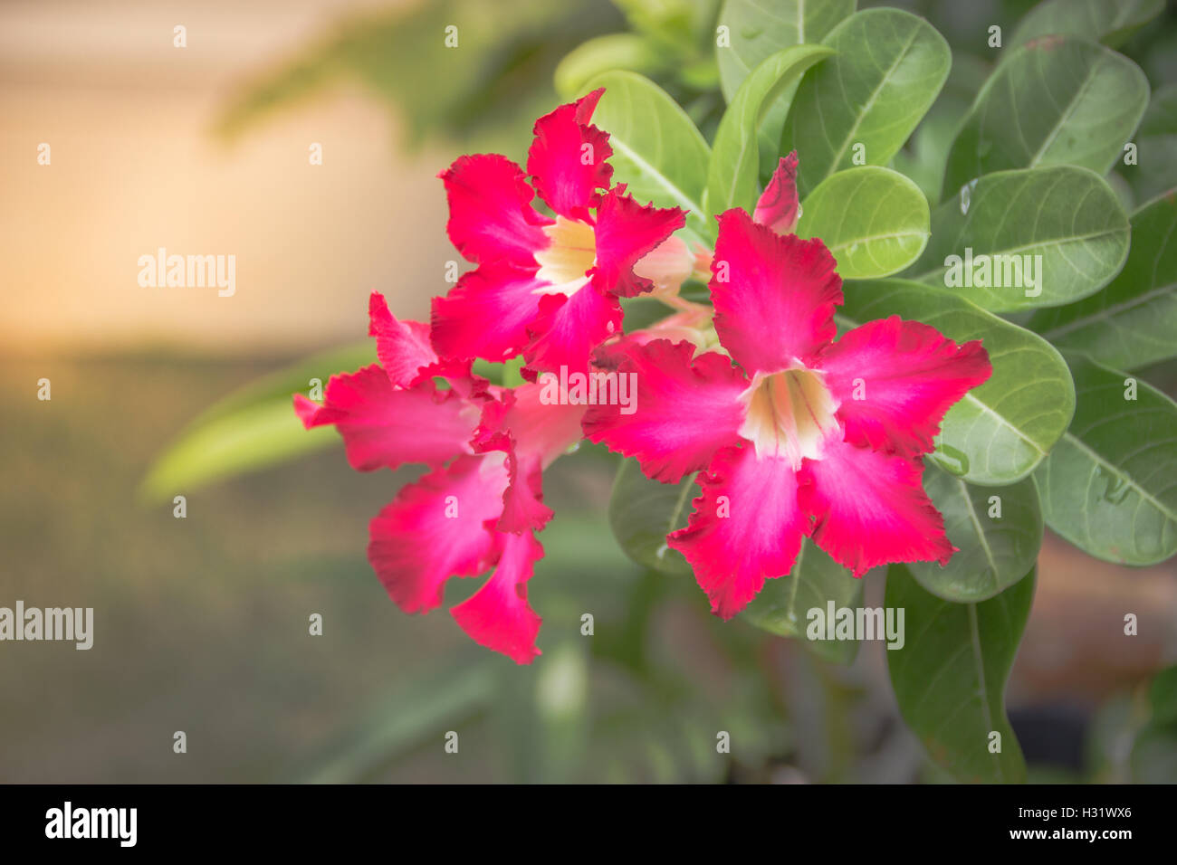 Impala lily hi-res stock photography and images - Alamy