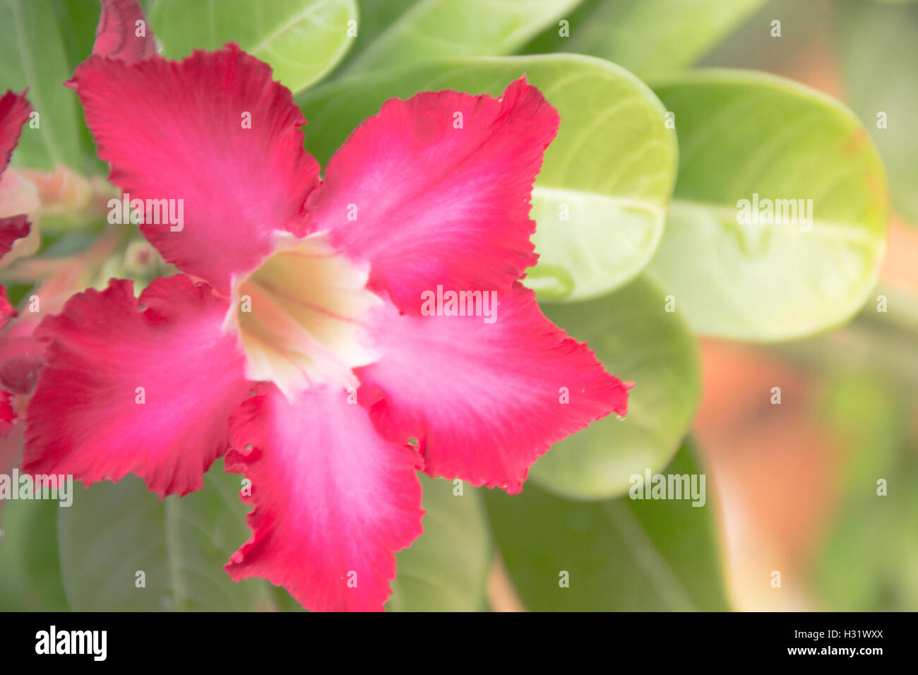 Pink Desert Rose or Impala Lily or Mock Azalea flower Stock Photo - Alamy