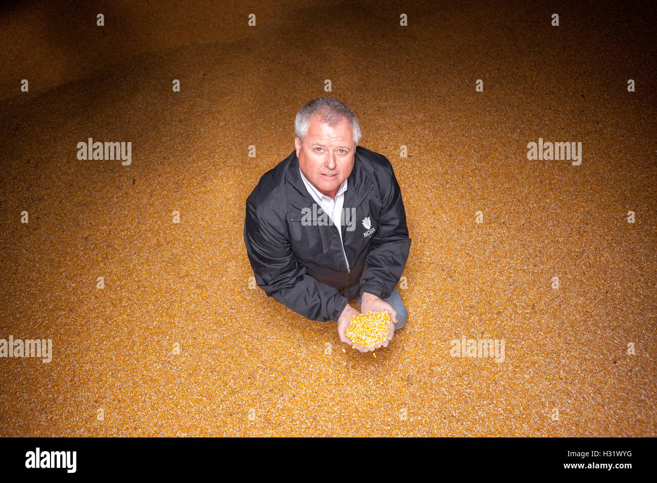 Farmer holding corn kernels in his hands on a farm in Maryland Stock ...