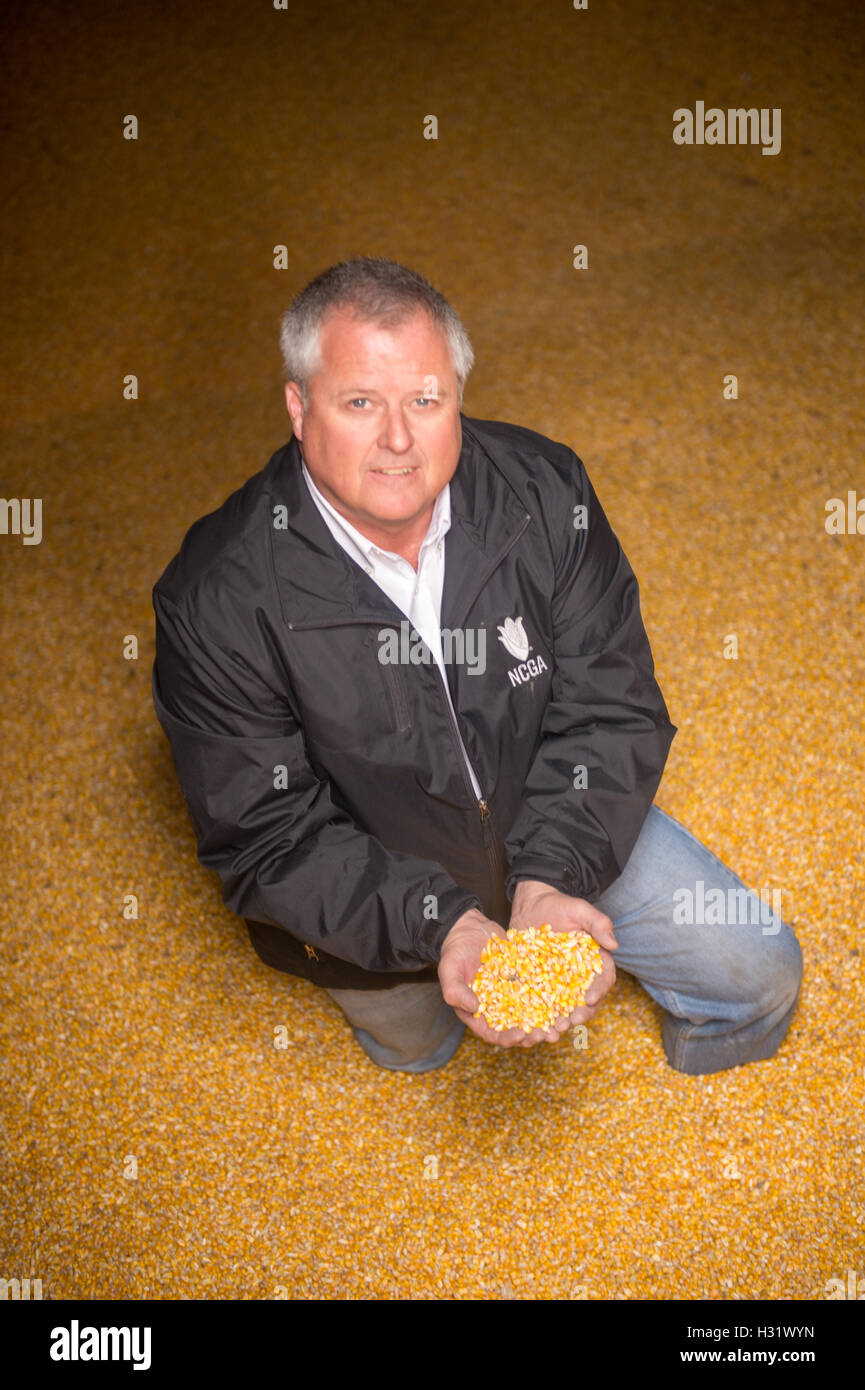 Farmer holding corn kernels in his hands on a farm in Maryland Stock ...
