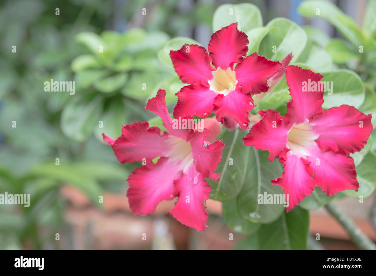 Impala lily flower hi-res stock photography and images - Alamy