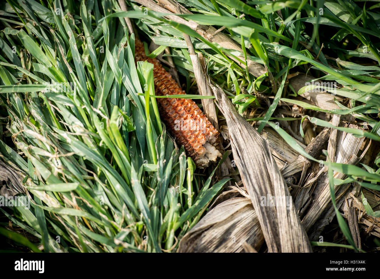 What Is Done With Old Corn Stalks at Joseph Park blog