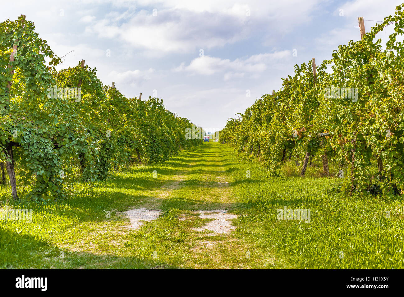 Tractor in rows grape vines hi-res stock photography and images - Alamy