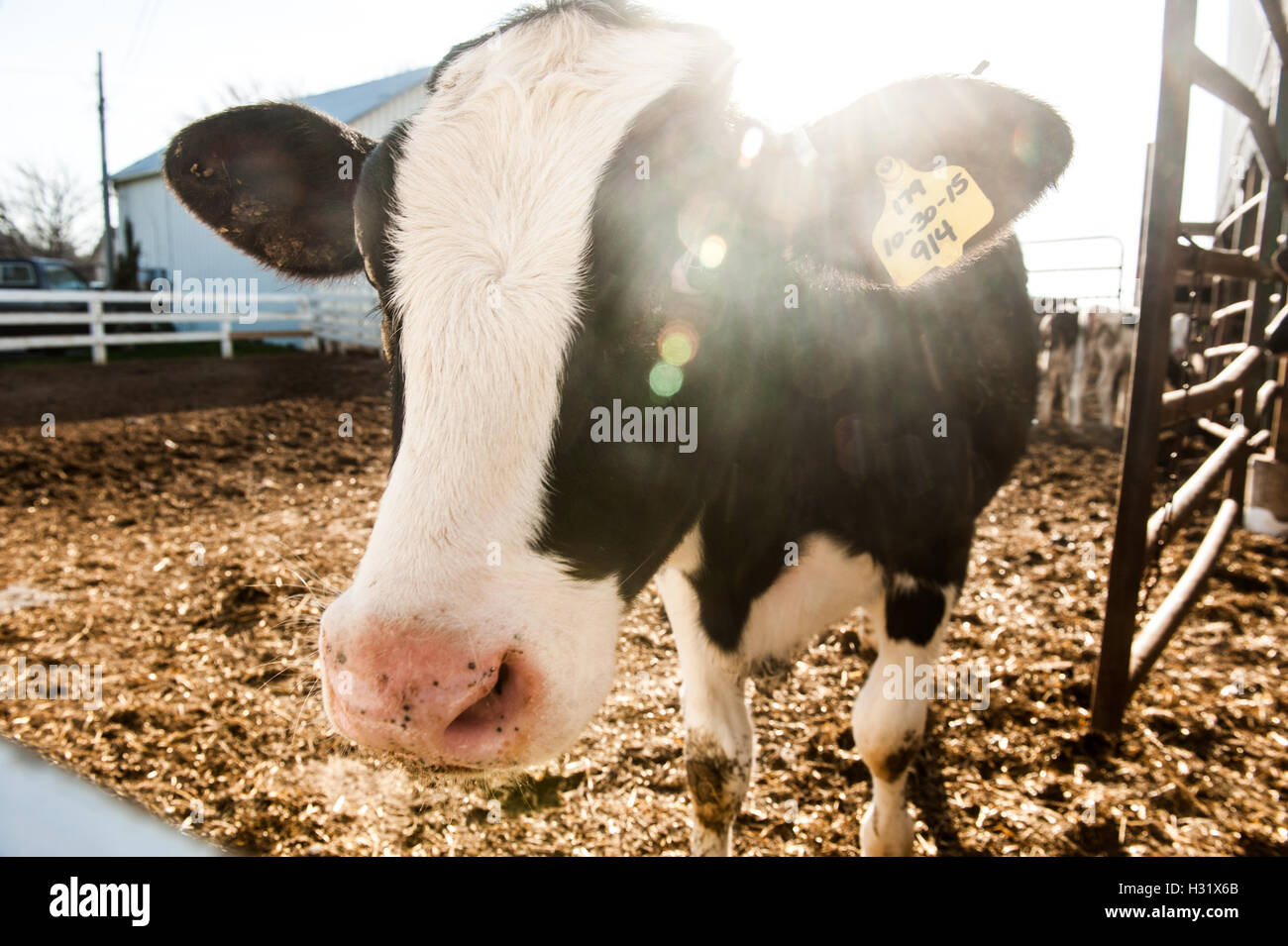 Dairy cow with sun shining behind it on a farm in Maryland Stock Photo ...