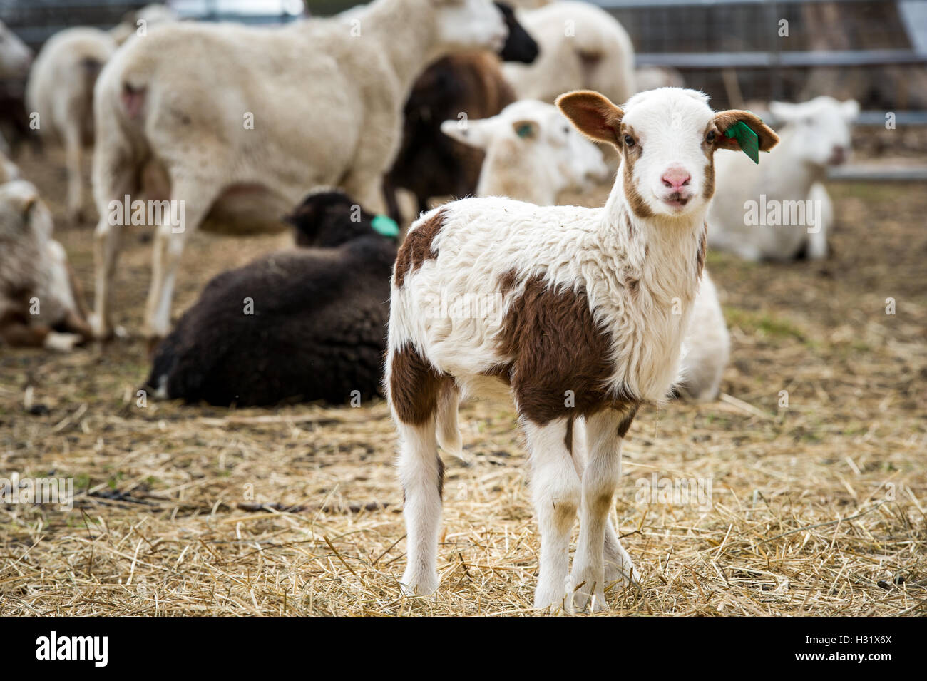 White lamb hi-res stock photography and images - Alamy