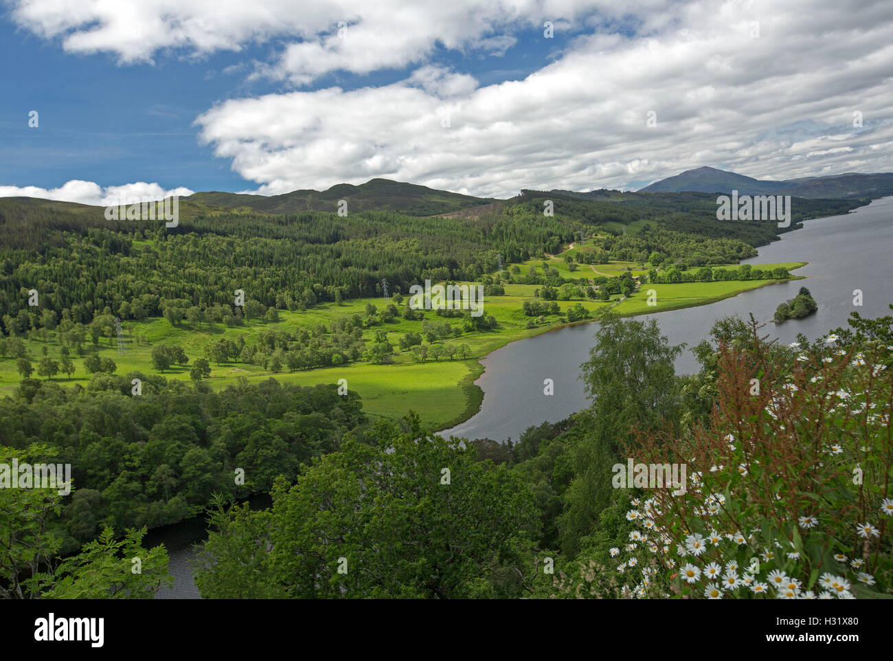Spectacular Scottish landscape with wildflowers, forested ranges & view ...