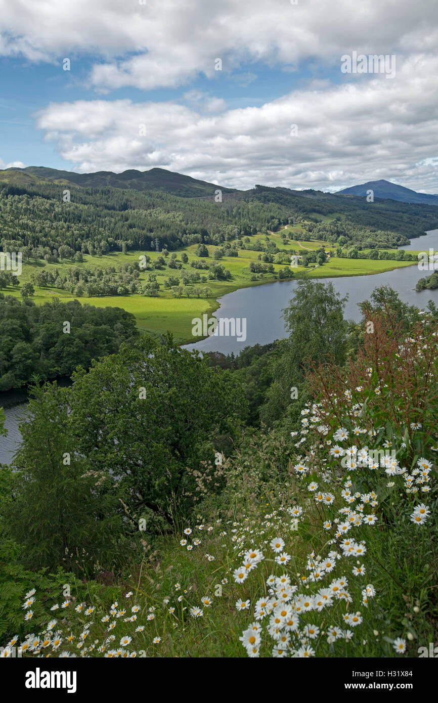 Spectacular Scottish landscape with wildflowers, forested ranges & view ...