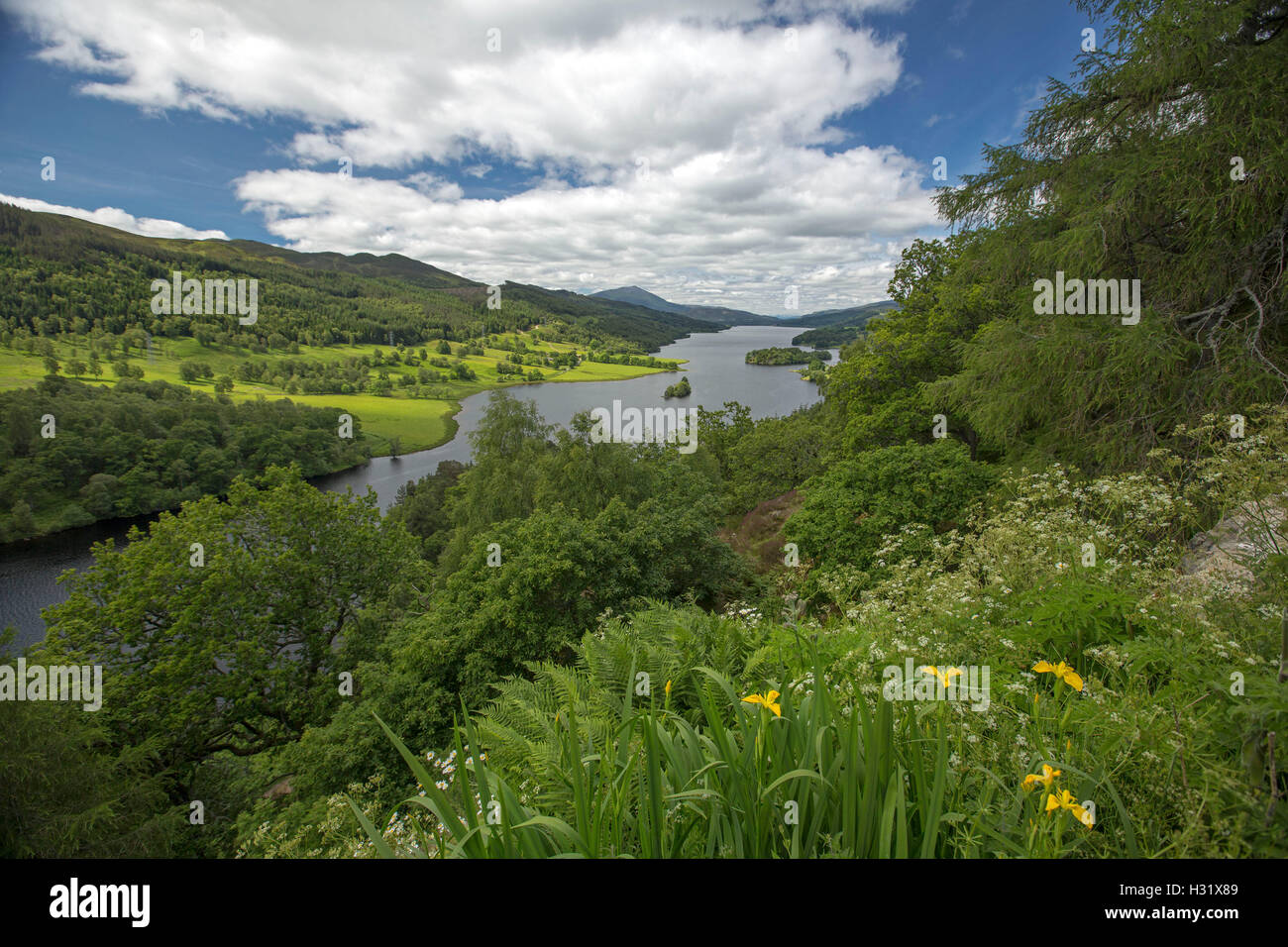 Spectacular Scottish landscape with wildflowers, forested ranges & view ...