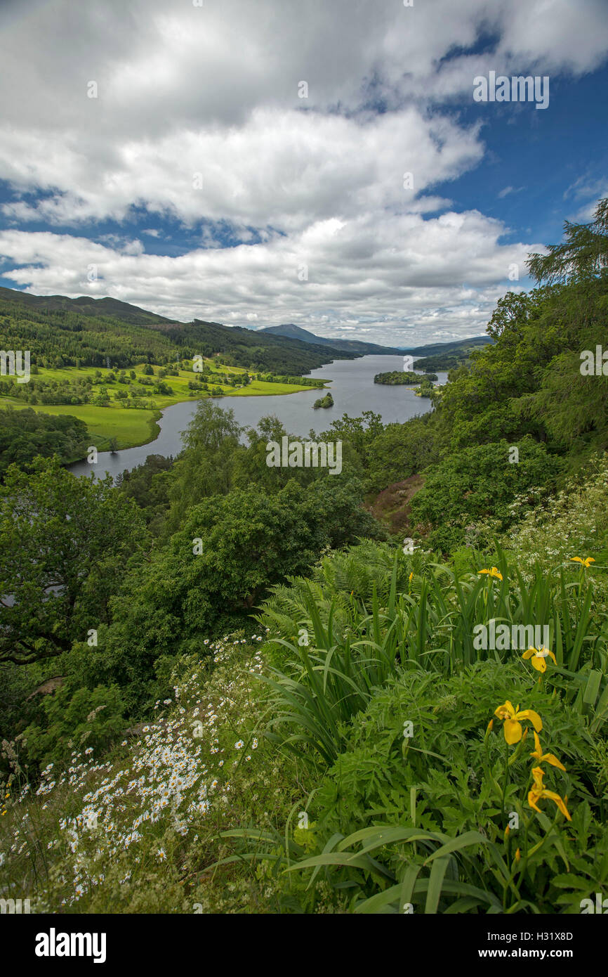 Spectacular Scottish landscape with wildflowers, forested ranges & view ...