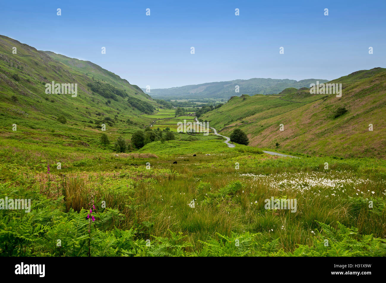 Verdant spring landscape with narrow road snaking up through rolling ...