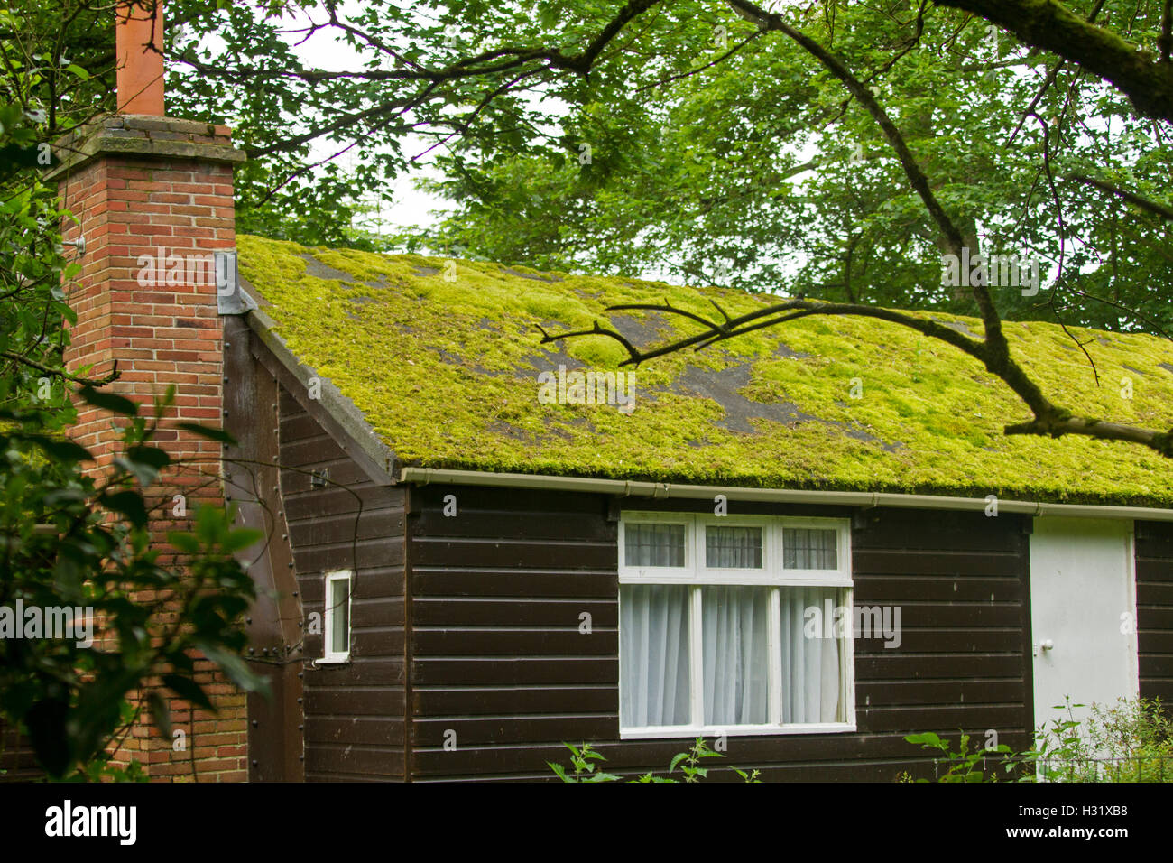 Emerald green moss growing on and covering entire roof of brown timber ...