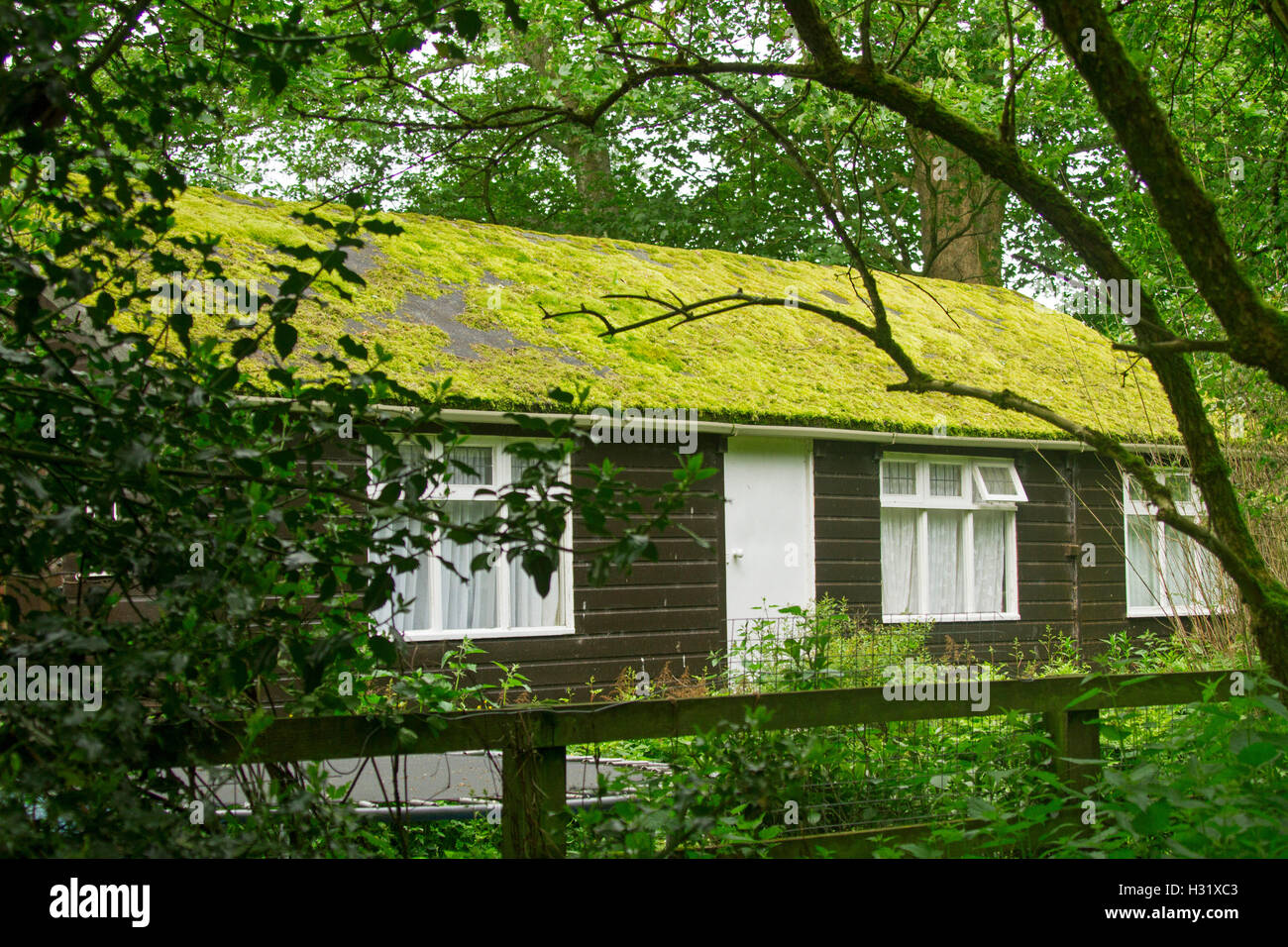 Emerald green moss growing on and covering entire roof of brown timber ...