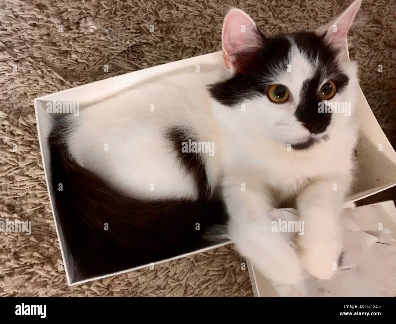A Maine Coon cat sitting in a shoebox Stock Photo - Alamy