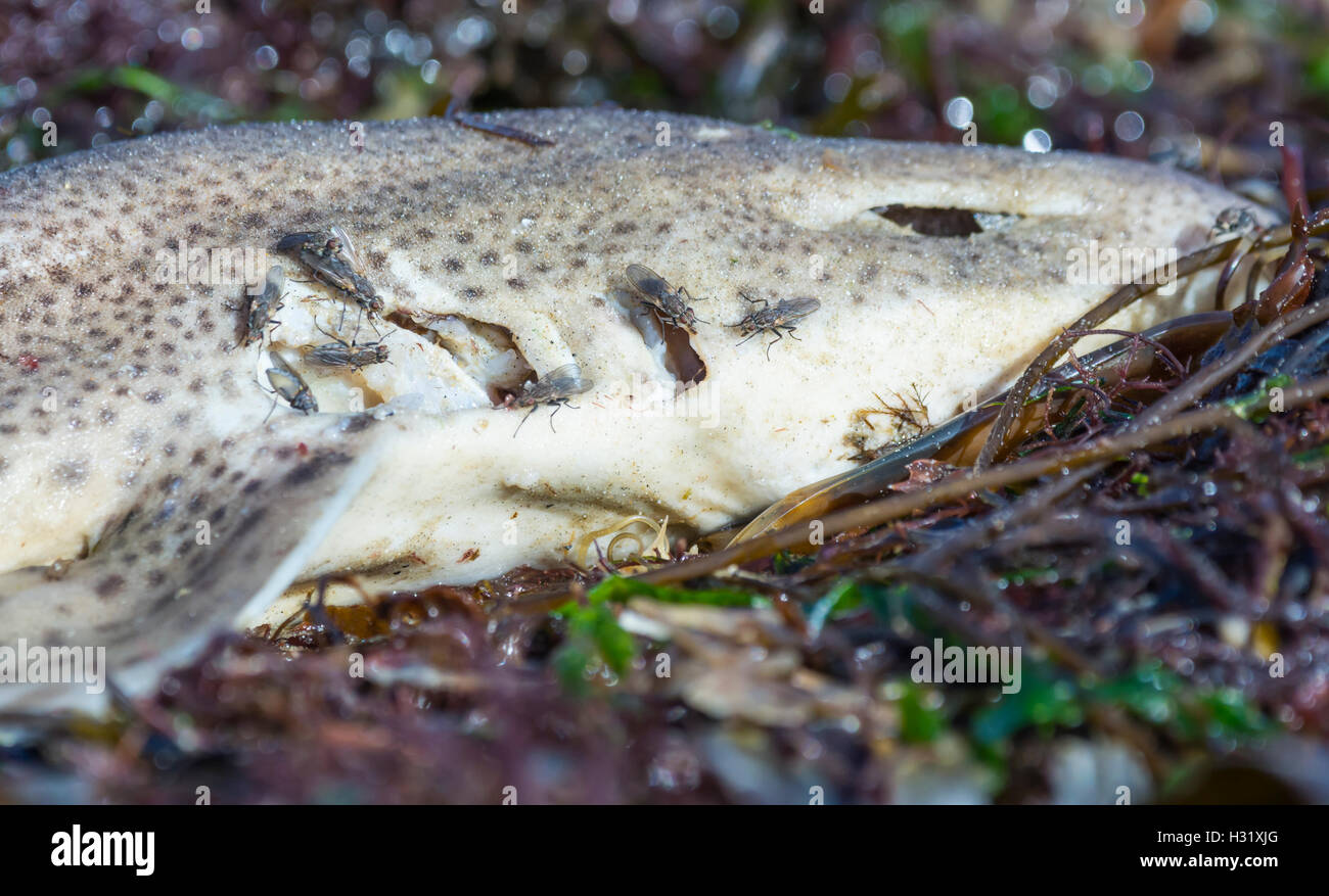Dead fish washed up on a beach covered in seaweed with flies. Rotting ...