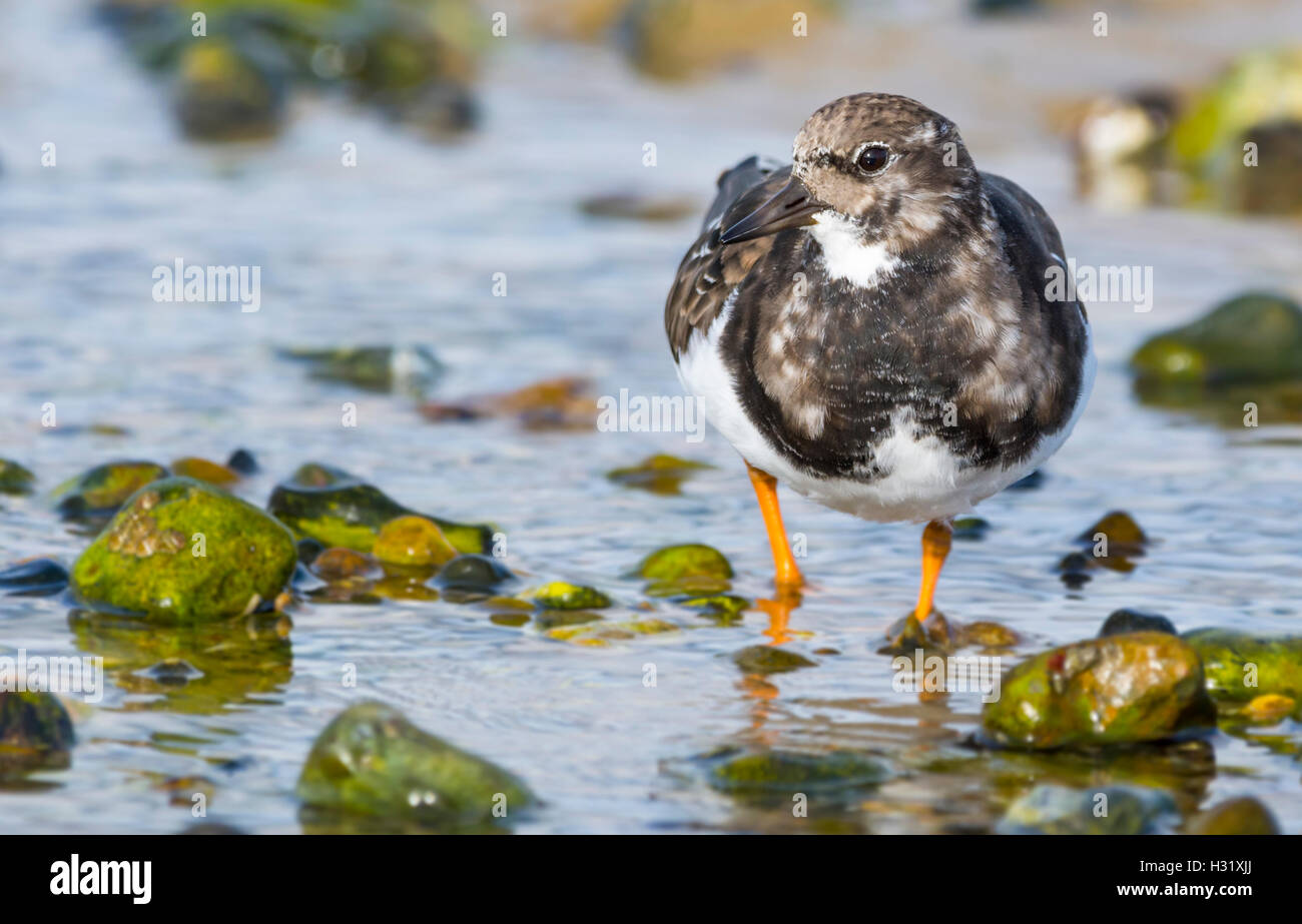 Turnstone bird (Arenaria interpres) standing in water in West Sussex ...