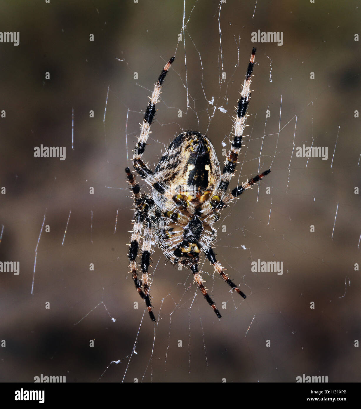 The spider species Araneus diadematus is commonly called the European ...