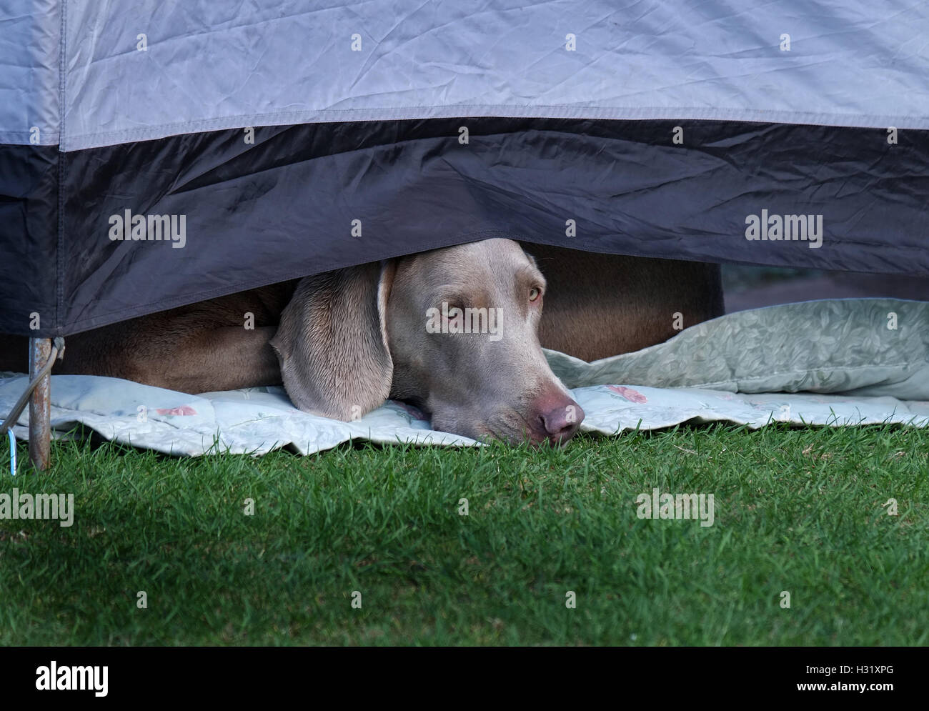 Camp awning hi-res stock photography and images - Alamy
