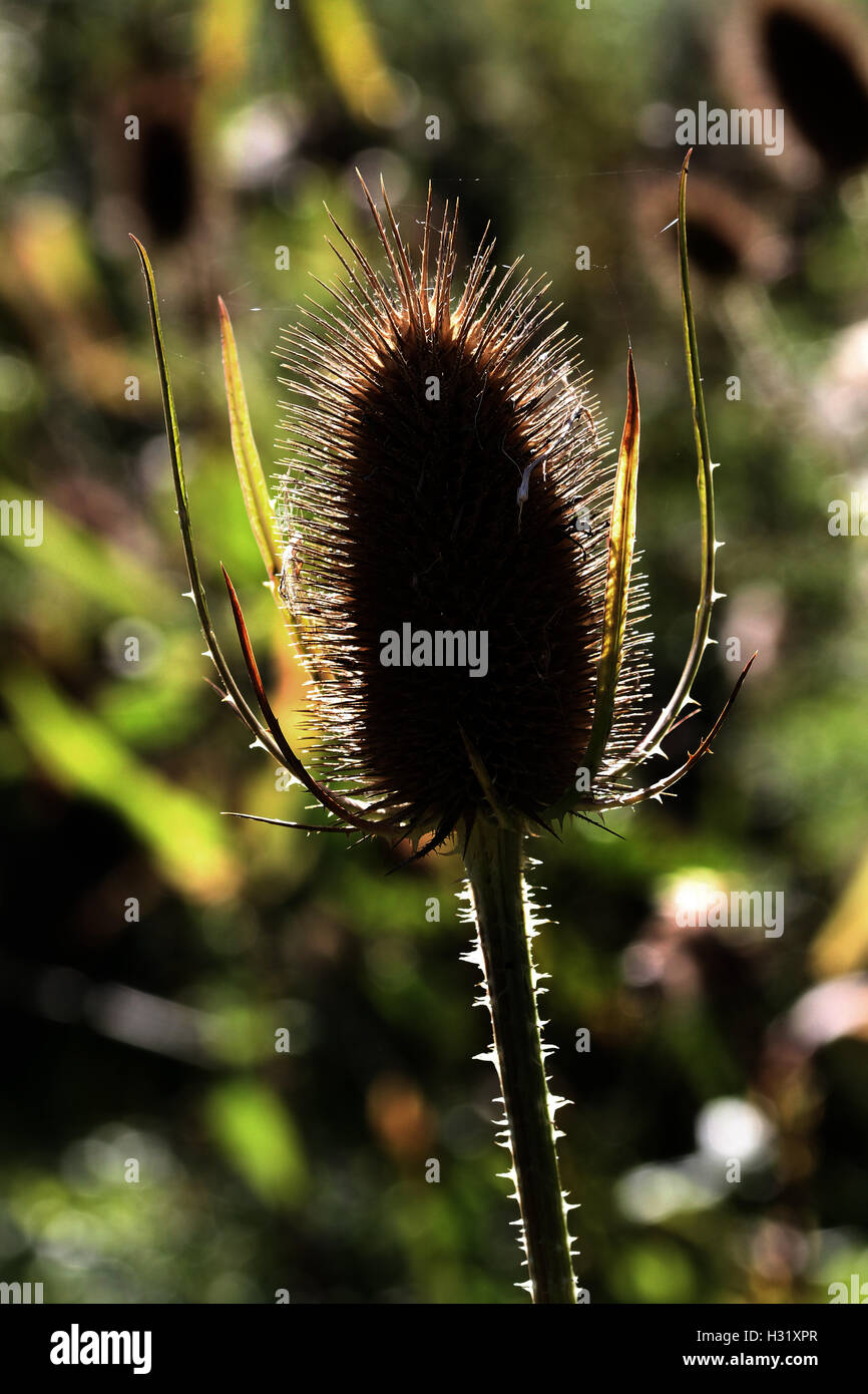 Teazel hi-res stock photography and images - Alamy