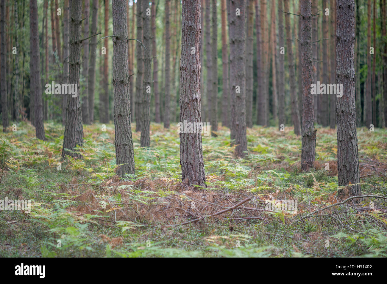 Pine the forest hi-res stock photography and images - Alamy