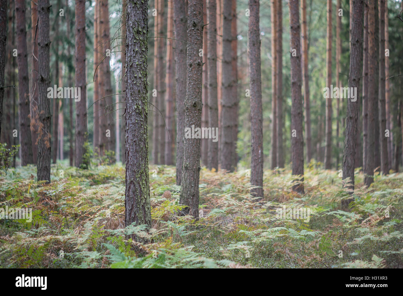 Pine the forest hi-res stock photography and images - Alamy