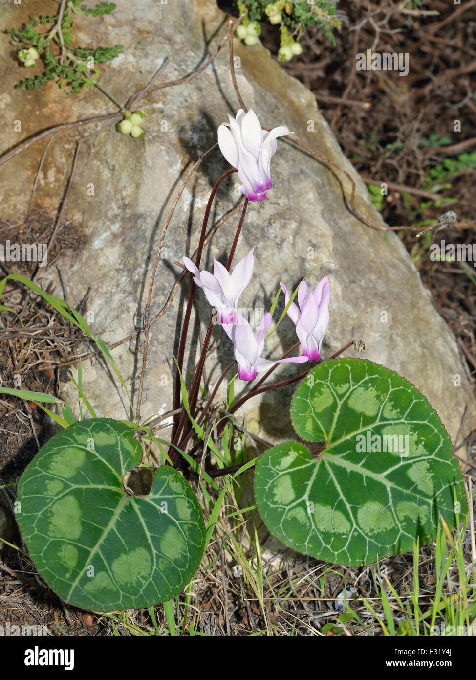 Persian Cyclamen - Cyclamen persicum Flowers and Leaves Stock Photo - Alamy