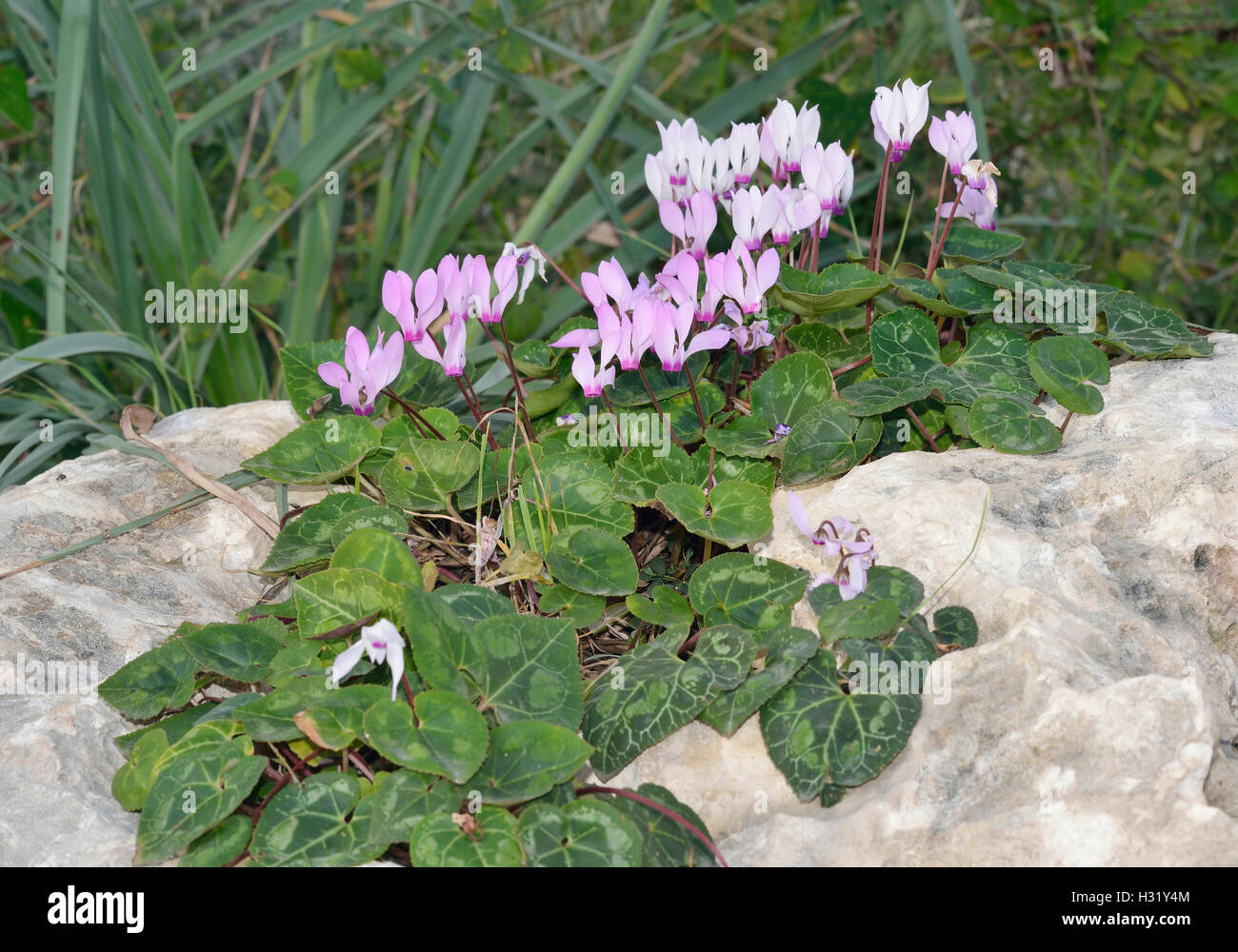Persian Cyclamen - Cyclamen persicum Flowers and Leaves Stock Photo - Alamy