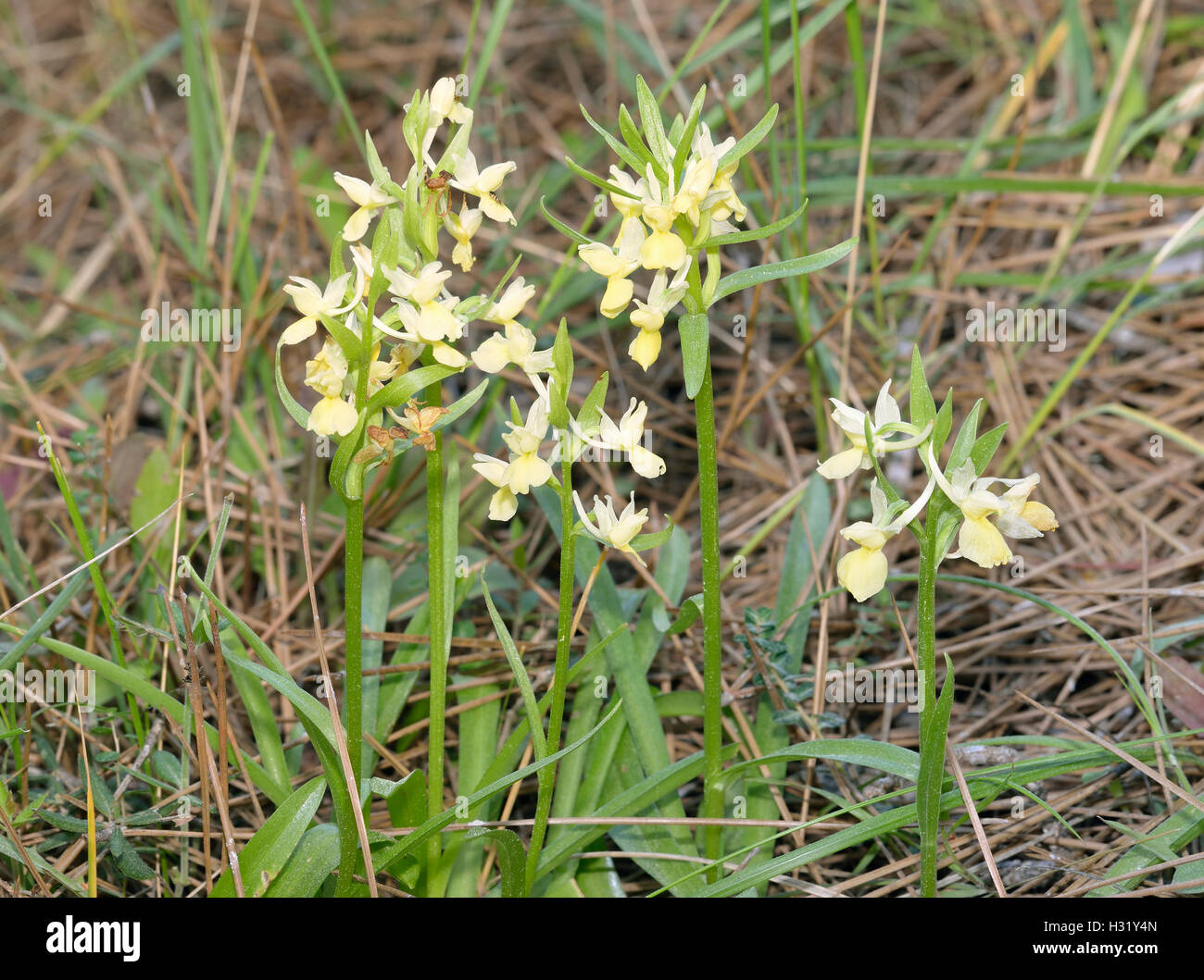 Roman Orchid - Dactylorhiza romana Yellow Orchids in Cyprus Pine Forest ...