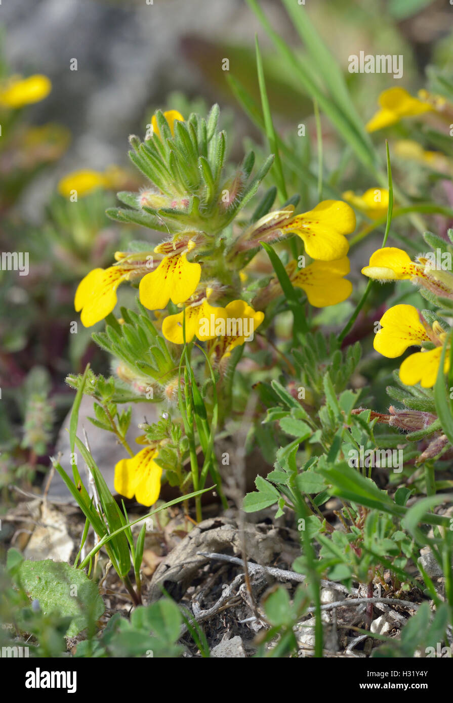 Yellow bugle ajuga chamaepitys hi-res stock photography and images - Alamy