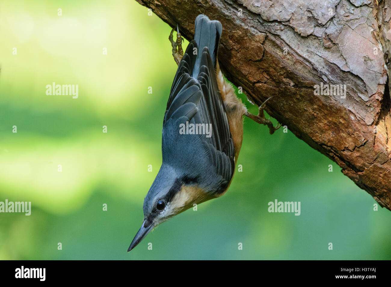 Indigenous animals hi-res stock photography and images - Alamy