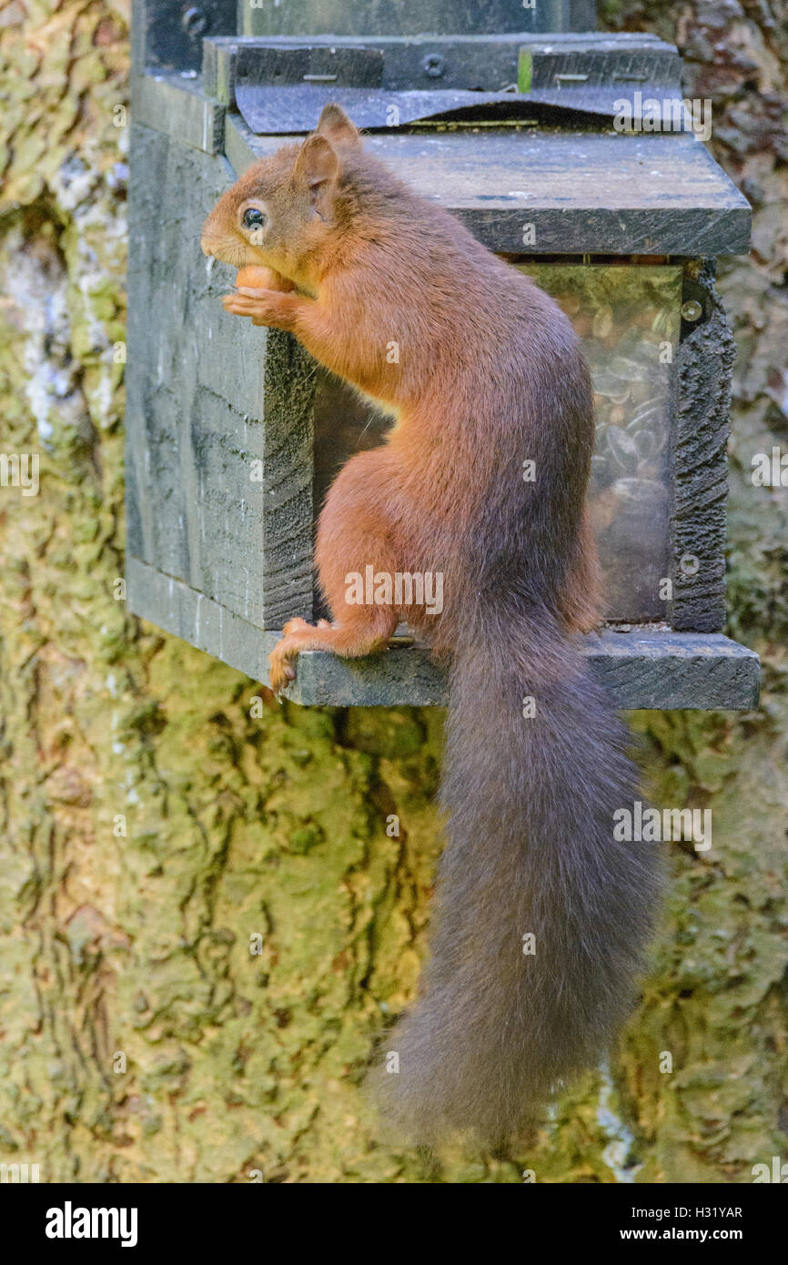Indigenous squirrel hi-res stock photography and images - Alamy