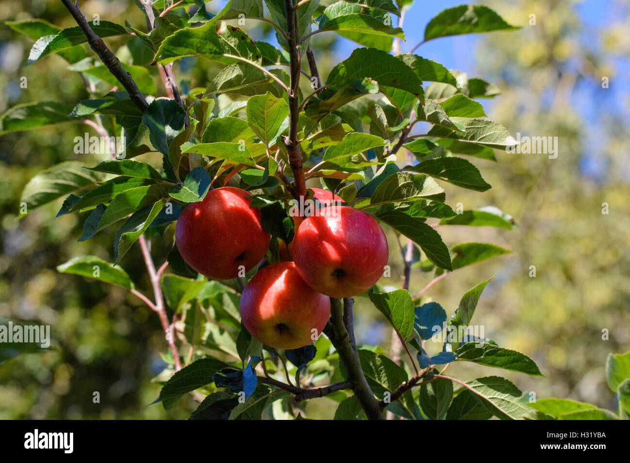 Apples fall tree hi-res stock photography and images - Alamy