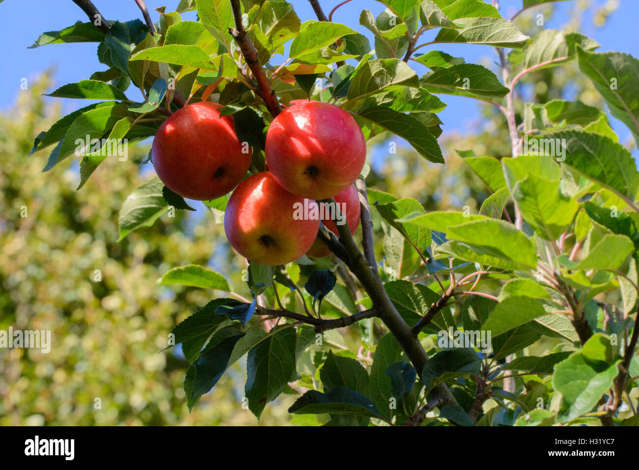 Harvest apples tree hi-res stock photography and images - Alamy