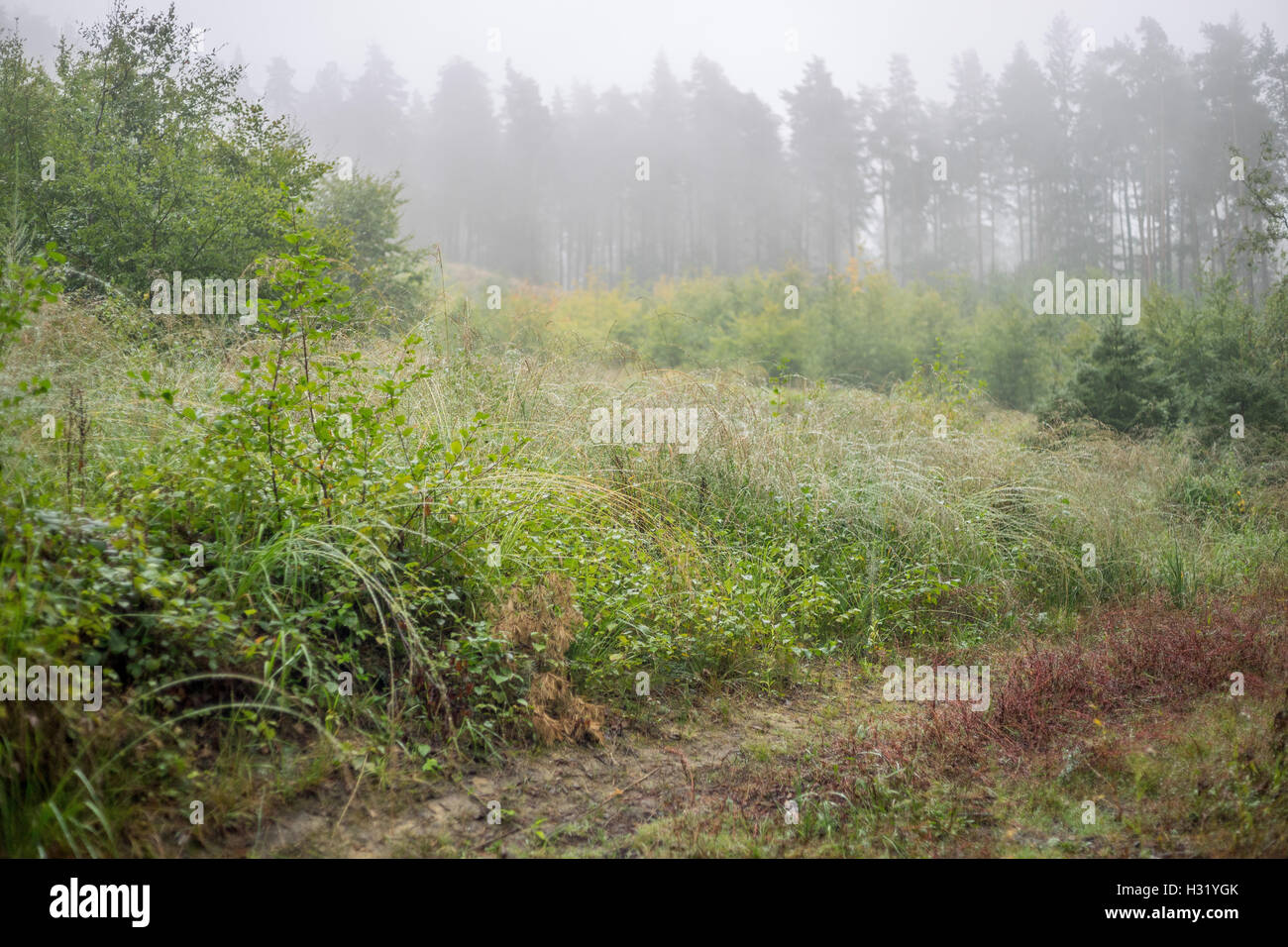 Spruce trees tree forest in the rain and fog Stock Photo - Alamy