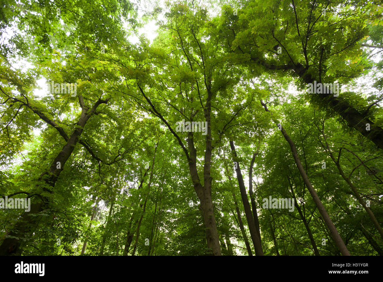 Wide angle trees hi-res stock photography and images - Alamy