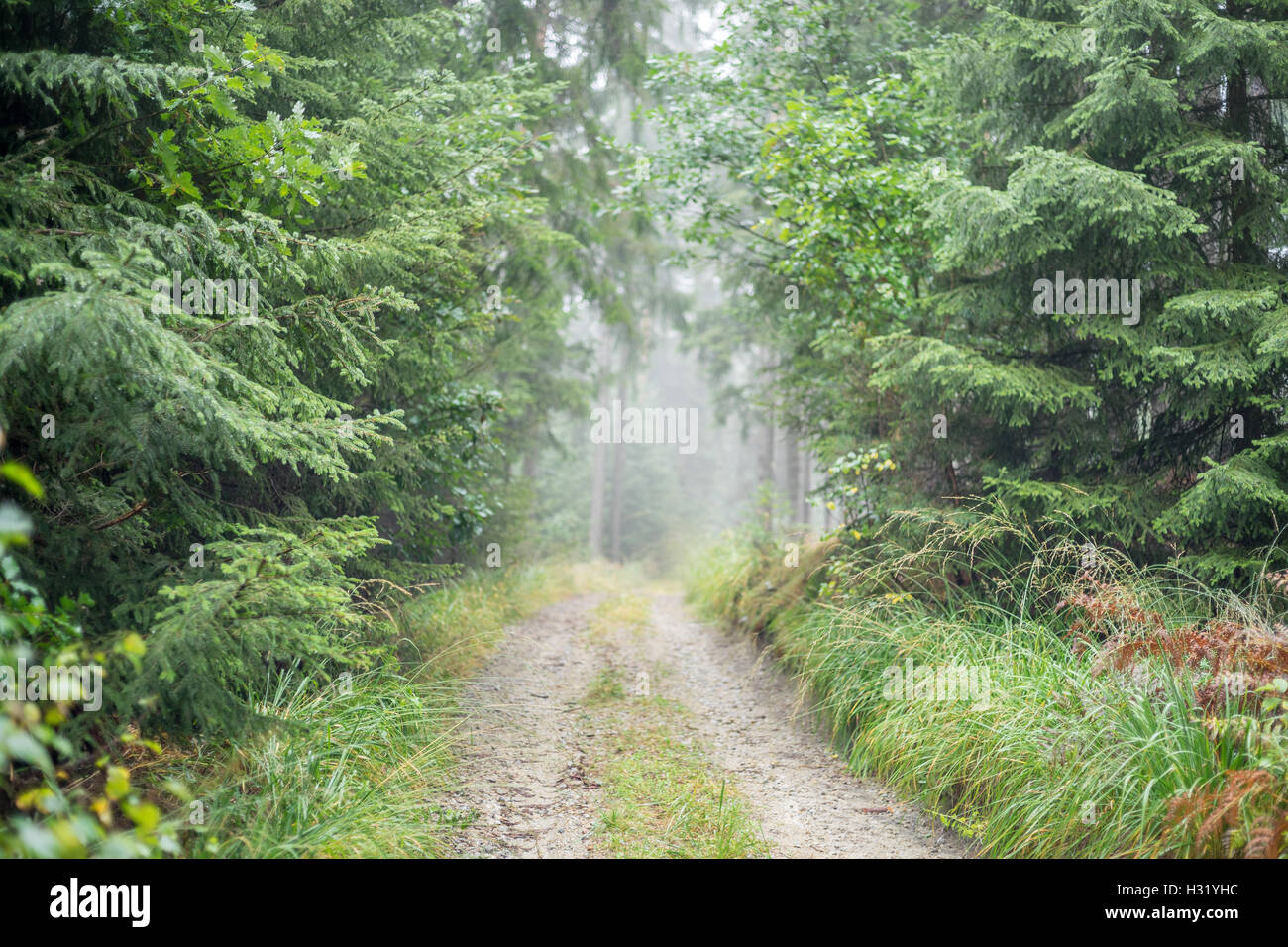Path in the foggy rainy forest Stock Photo - Alamy