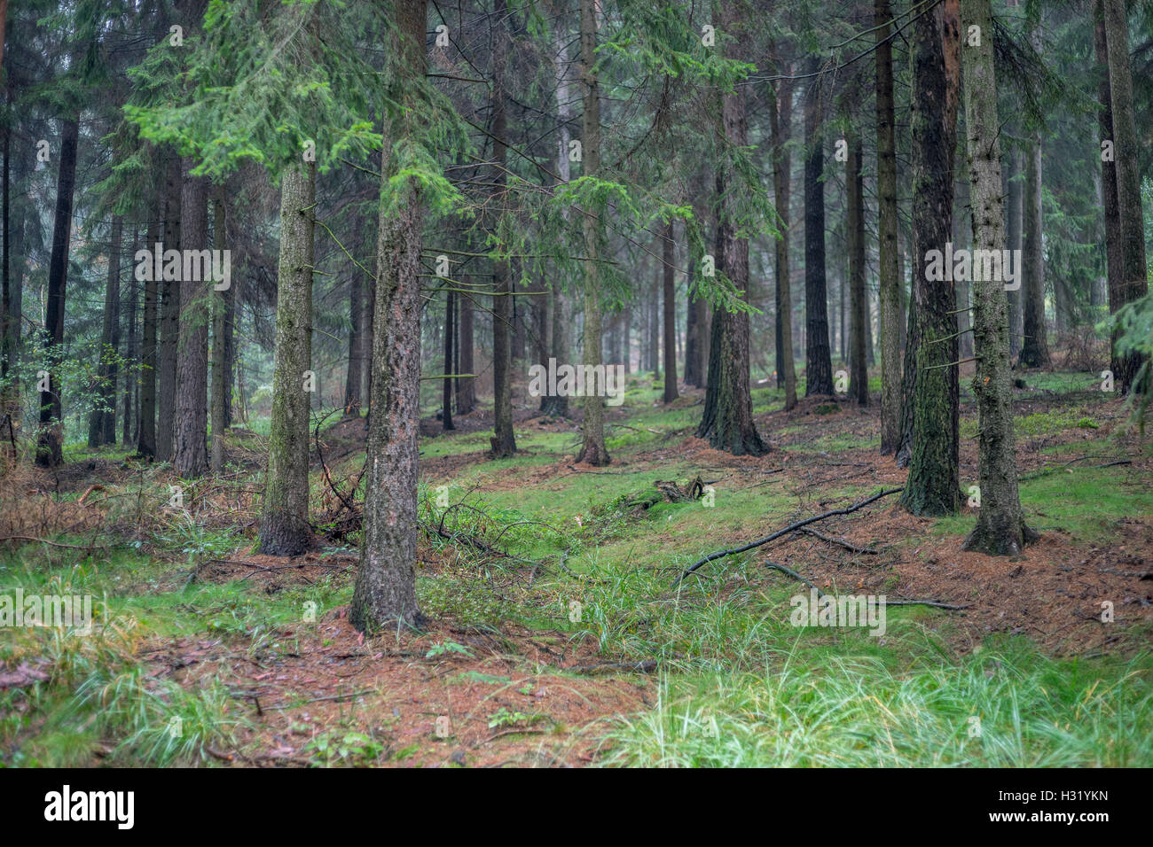 Rain forest trees hi-res stock photography and images - Alamy