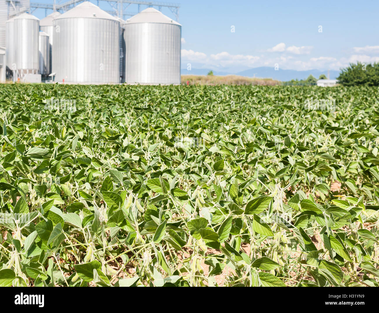 Soybean plant hi-res stock photography and images - Alamy