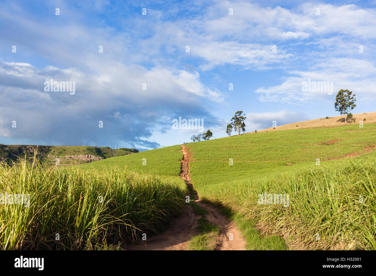 Landscape scenic rural hillside farmlands sugarcane crops firebreak ...