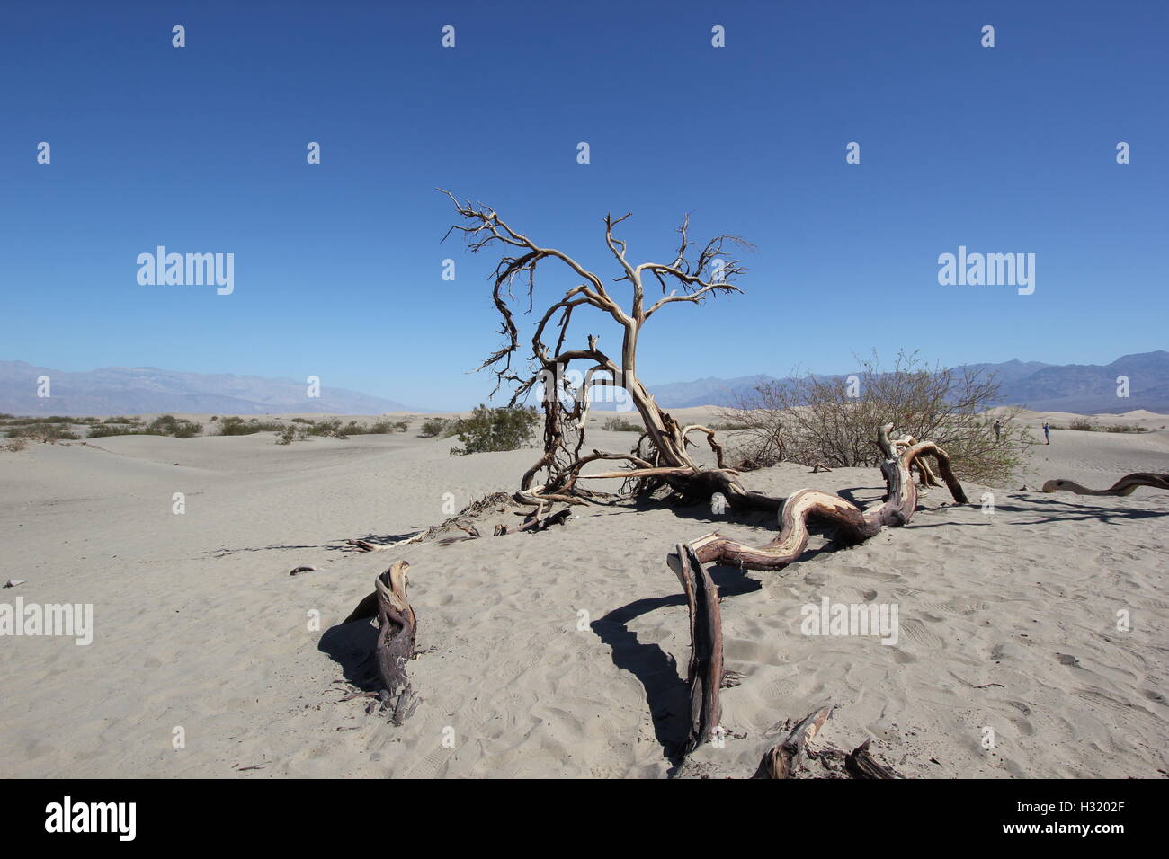 Dead mesquite tree hi-res stock photography and images - Alamy