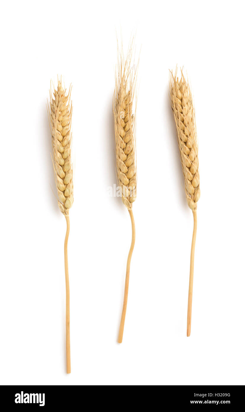 ears of wheat isolated on white background Stock Photo - Alamy