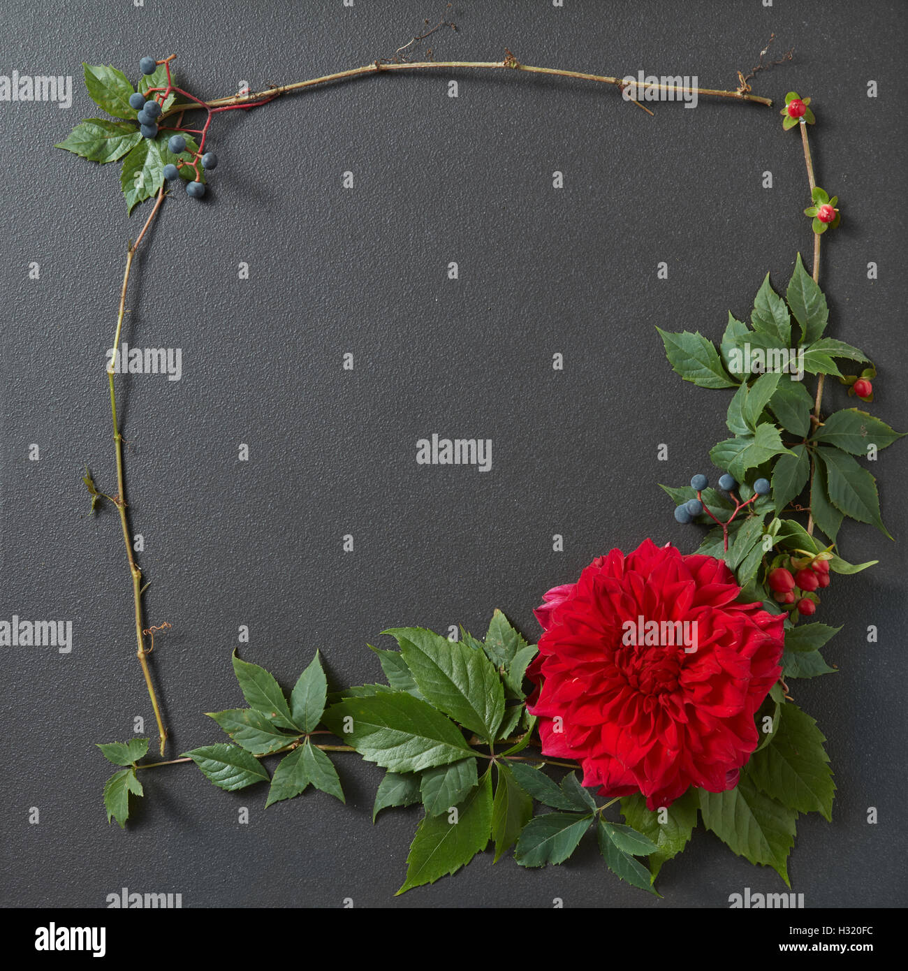 Fresh red rose frame border isolated and copyspace for text on black ...