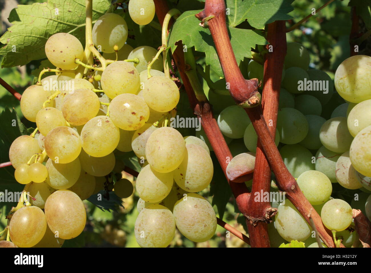 Clusters of berries hi-res stock photography and images - Alamy