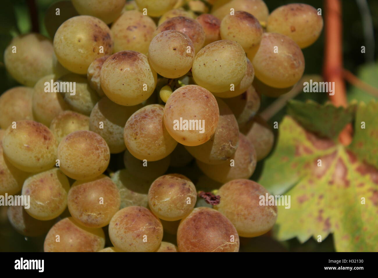 white grapes in the vineyard Stock Photo - Alamy