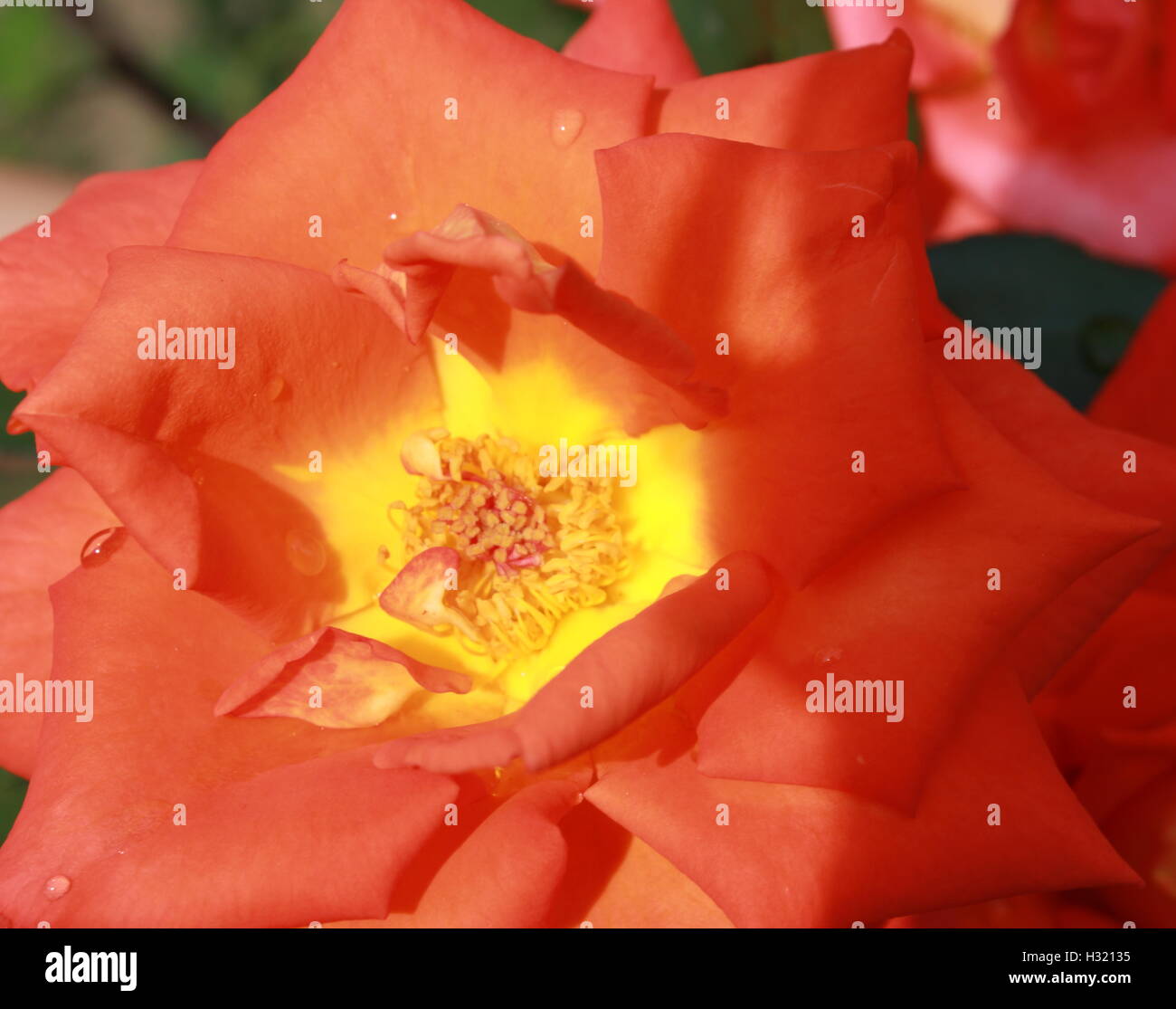 Rose corolla hi-res stock photography and images - Alamy