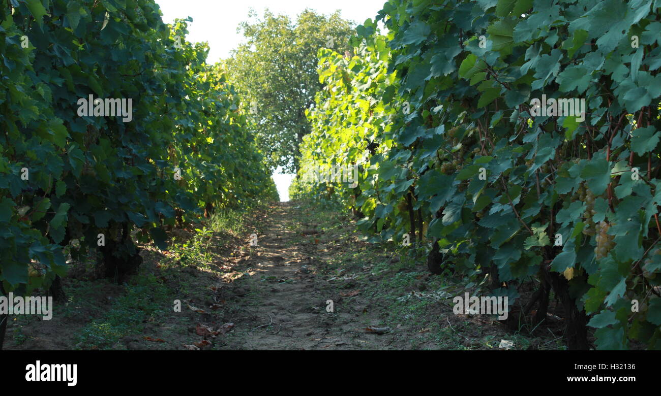 road through vineyard Stock Photo - Alamy