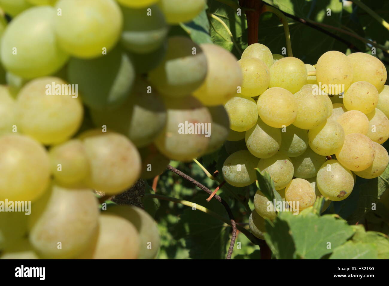 White grape clusters hi-res stock photography and images - Alamy